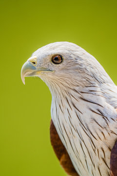 Hwak Images – Browse 23 Stock Photos, Vectors, and Video | Adobe Stock