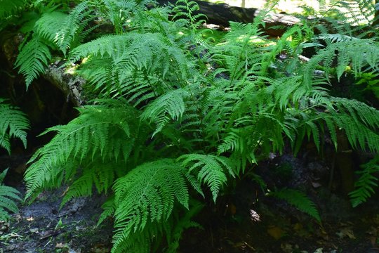 Pteridopsida bilder – Bläddra bland 1,568 stockfoton, vektorer och ...