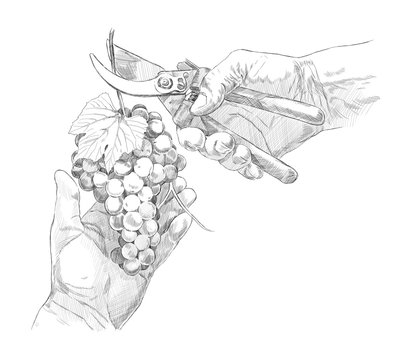 Secateurs Background Images – Browse 15,551 Stock Photos, Vectors, and ...