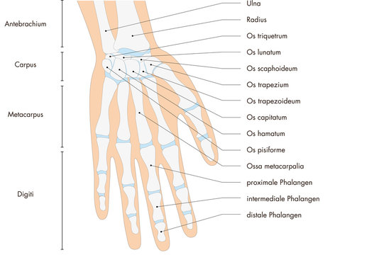 Mittelhandknochen Bilder – Durchsuchen 4,162 Archivfotos ...