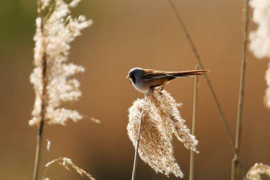 รูปภาพParrotbill – เลือกดูภาพถ่ายสต็อก เวกเตอร์ และวิดีโอ582 | Adobe Stock