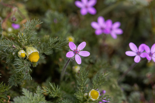 Pinwing Изображения: просматривайте стоковые фотографии, векторные ...