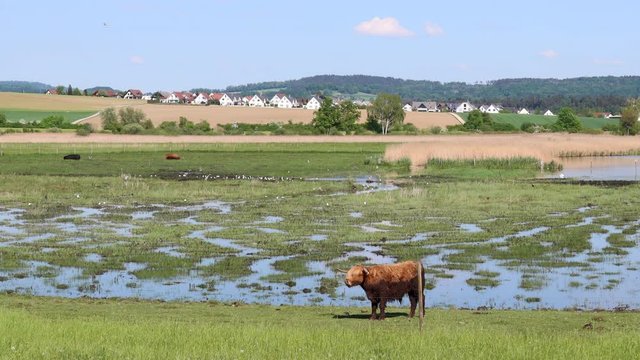 Neerach Images – Browse 77 Stock Photos, Vectors, and Video | Adobe Stock