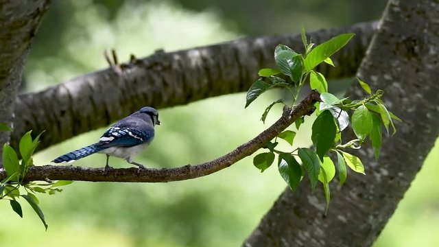 "Blue Jay" Images – Browse 20,079 Stock Photos, Vectors, and Video ...