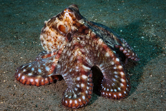 "Day Octopus" Images – Browse 1,074 Stock Photos, Vectors, and Video ...