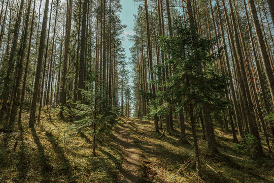 Wallpaper Forest Russia Russian Nature Free Stock Photos, Images, And