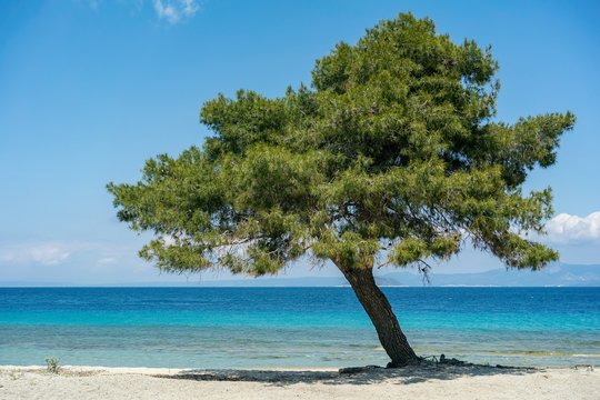 รูปภาพKasandra – เลือกดูภาพถ่ายสต็อก เวกเตอร์ และวิดีโอ1,114 | Adobe Stock