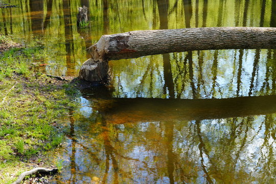 รูปภาพGnawed – เลือกดูภาพถ่ายสต็อก เวกเตอร์ และวิดีโอ23,503 | Adobe Stock