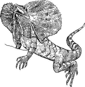 Frilled Neck Lizard Drawing