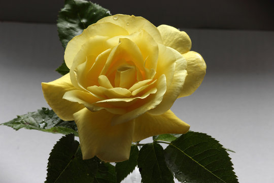 Fuchs-Rose Bilder – Durchsuchen 926 Archivfotos, Vektorgrafiken und ...