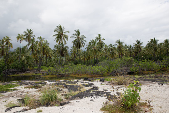 Polynesier Images – Browse 41 Stock Photos, Vectors, and Video | Adobe ...