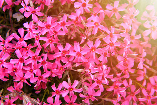 รูปภาพFlox – เลือกดูภาพถ่ายสต็อก เวกเตอร์ และวิดีโอ532 | Adobe Stock