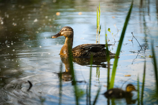 pazyuk photos, images, assets | Adobe Stock