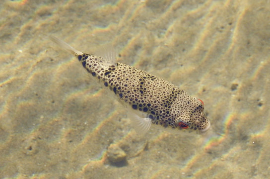 รูปภาพToadfish – เลือกดูภาพถ่ายสต็อก เวกเตอร์ และวิดีโอ652 | Adobe Stock
