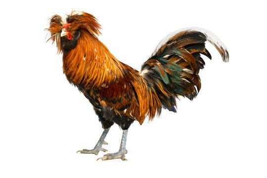 "Polish Chicken" Images – Browse 460 Stock Photos, Vectors, and Video ...