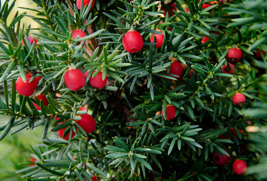 Yew Tree Images – Browse 24,858 Stock Photos, Vectors, and Video ...