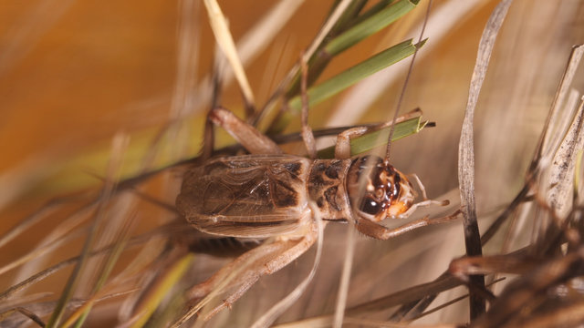 รูปภาพSprickets – เลือกดูภาพถ่ายสต็อก เวกเตอร์ และวิดีโอ154 | Adobe Stock