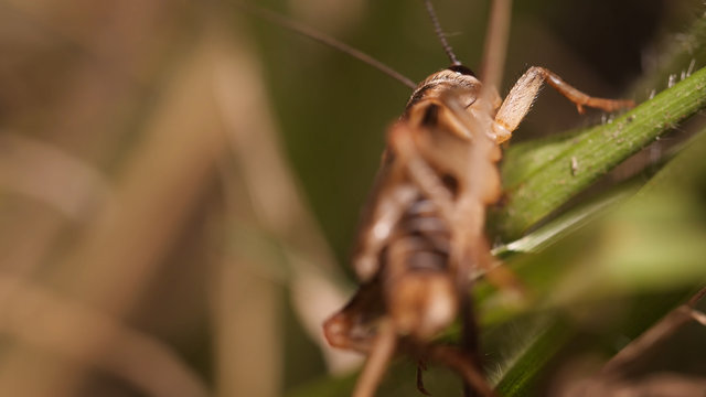 Sprickets Bilder – Durchsuchen 154 Archivfotos, Vektorgrafiken und ...