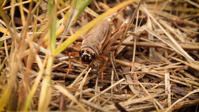 รูปภาพSprickets – เลือกดูภาพถ่ายสต็อก เวกเตอร์ และวิดีโอ154 | Adobe Stock