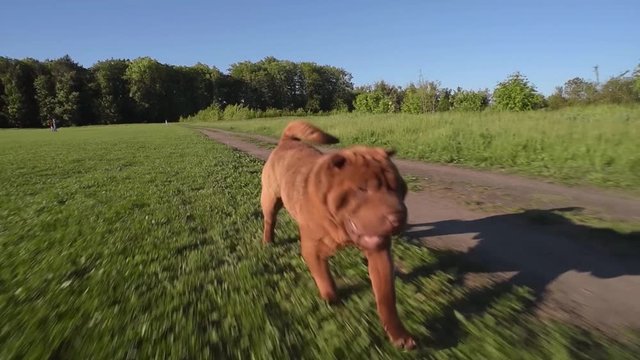 รูปภาพSharpey – เลือกดูภาพถ่ายสต็อก เวกเตอร์ และวิดีโอ170 | Adobe Stock