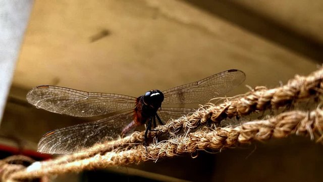 「Hemimetaboly」の画像 - 114 件の Stock 写真、ベクターおよびビデオ | Adobe Stock