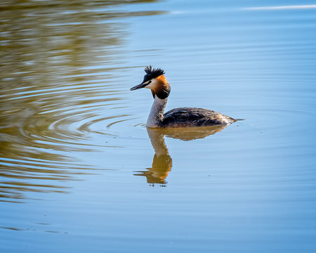 Dopping Bilder – Durchsuchen 228 Archivfotos, Vektorgrafiken und Videos ...