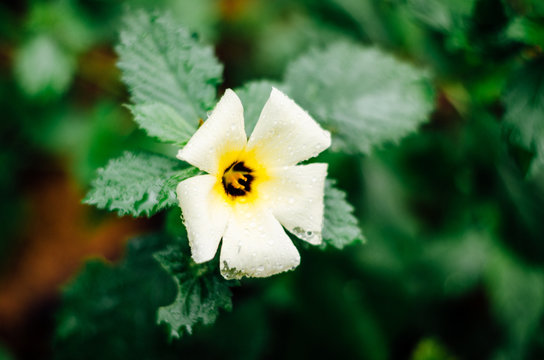 Xanana Images – Browse 11 Stock Photos, Vectors, and Video | Adobe Stock