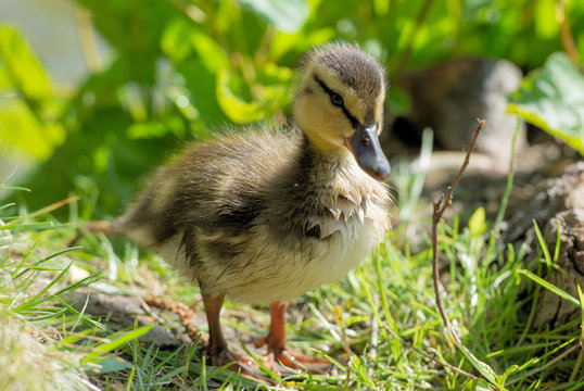 Enten-Baby Bilder – Durchsuchen 1,391 Archivfotos, Vektorgrafiken und ...
