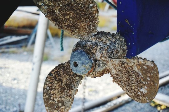 「Barnicle」の画像 - 14,789 件の Stock 写真、ベクターおよびビデオ | Adobe Stock