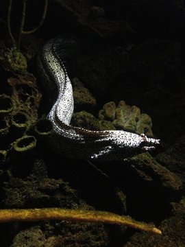 รูปภาพSpotters – เลือกดูภาพถ่ายสต็อก เวกเตอร์ และวิดีโอ2,711 | Adobe Stock