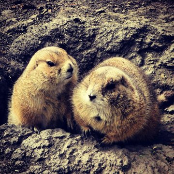 Marmotini Bilder – Durchsuchen 21,236 Archivfotos, Vektorgrafiken und ...