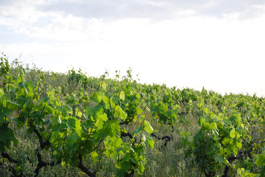 Celler Bilder – Durchsuchen 813 Archivfotos, Vektorgrafiken und Videos ...