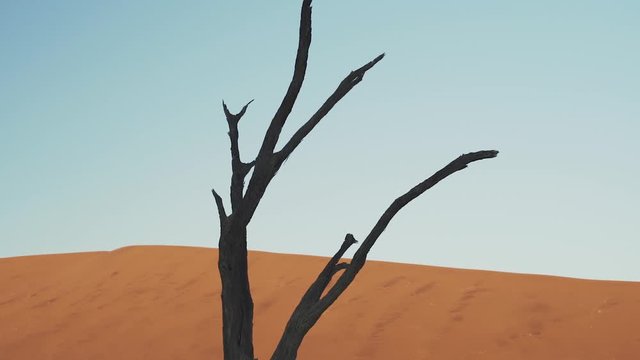 Acacieae Images – Browse 809 Stock Photos, Vectors, and Video | Adobe Stock