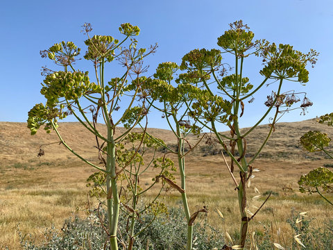 Ferula Bilder – Durchsuchen 819 Archivfotos, Vektorgrafiken und Videos ...