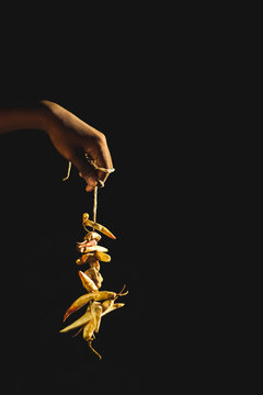 Nimbu-Mirchi Images – Browse 11 Stock Photos, Vectors, and Video ...