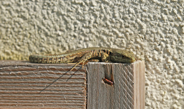 รูปภาพSaurien – เลือกดูภาพถ่ายสต็อก เวกเตอร์ และวิดีโอ910 | Adobe Stock