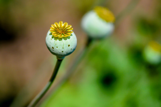 "Poppy Straw" Bilder – Durchsuchen 1,101 Archivfotos, Vektorgrafiken ...