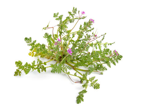 Pinwing 이미지 – 찾아보기 193 스톡 사진, 벡터 및 비디오 | Adobe Stock