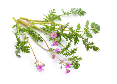 Pinwing 이미지 – 찾아보기 197 스톡 사진, 벡터 및 비디오 | Adobe Stock