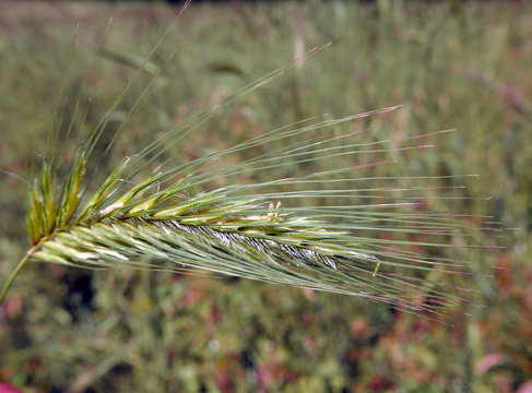 "Spiga Di Grano" Images – Browse 519 Stock Photos, Vectors, and Video ...