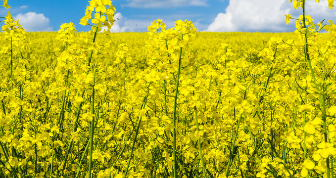 รูปภาพRapssaat – เลือกดูภาพถ่ายสต็อก เวกเตอร์ และวิดีโอ93 | Adobe Stock