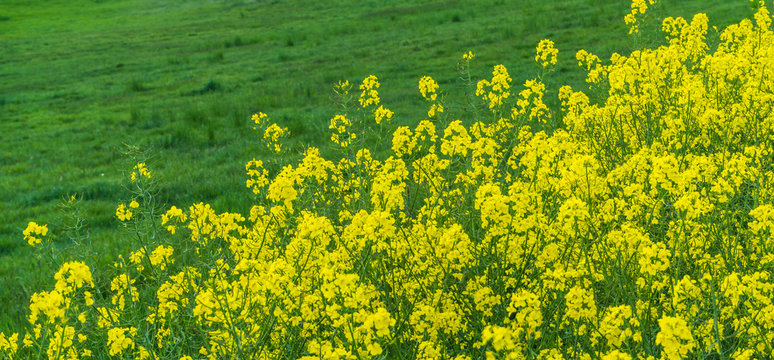 รูปภาพRapssaat – เลือกดูภาพถ่ายสต็อก เวกเตอร์ และวิดีโอ93 | Adobe Stock
