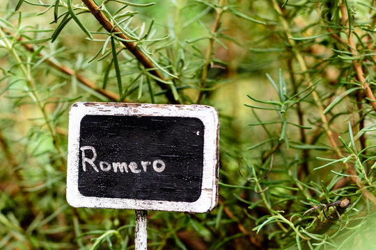 รูปภาพRomero – เลือกดูภาพถ่ายสต็อก เวกเตอร์ และวิดีโอ5,458 | Adobe Stock