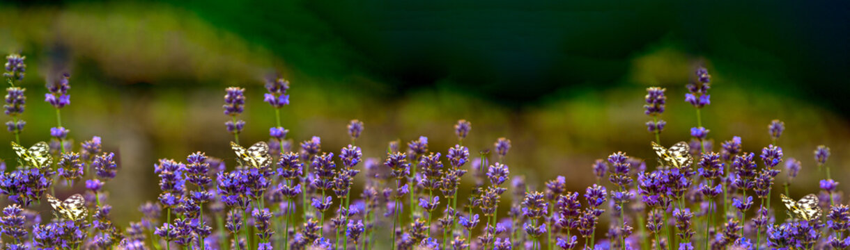 Inhospitable Images – Browse 116,615 Stock Photos, Vectors, and Video ...