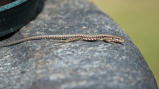 รูปภาพViperinae – เลือกดูภาพถ่ายสต็อก เวกเตอร์ และวิดีโอ2,406 | Adobe Stock