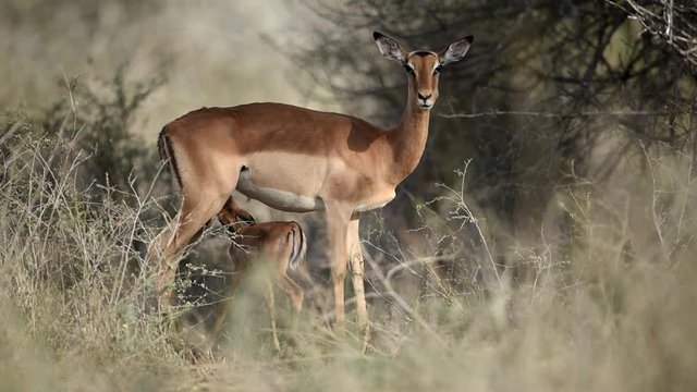 Baby Impala"」の写真素材 | 222件の無料イラスト画像 | Adobe Stock