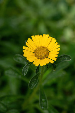 รูปภาพAsteriscus – เลือกดูภาพถ่ายสต็อก เวกเตอร์ และวิดีโอ175 | Adobe Stock