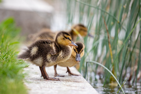 Enten-Baby Bilder – Durchsuchen 1,391 Archivfotos, Vektorgrafiken und ...