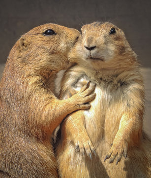 Prairie Dogs Hugging