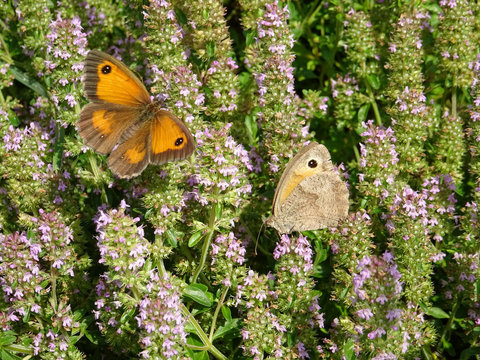 Imágenes de Papillons: descubre bancos de fotos, ilustraciones ...